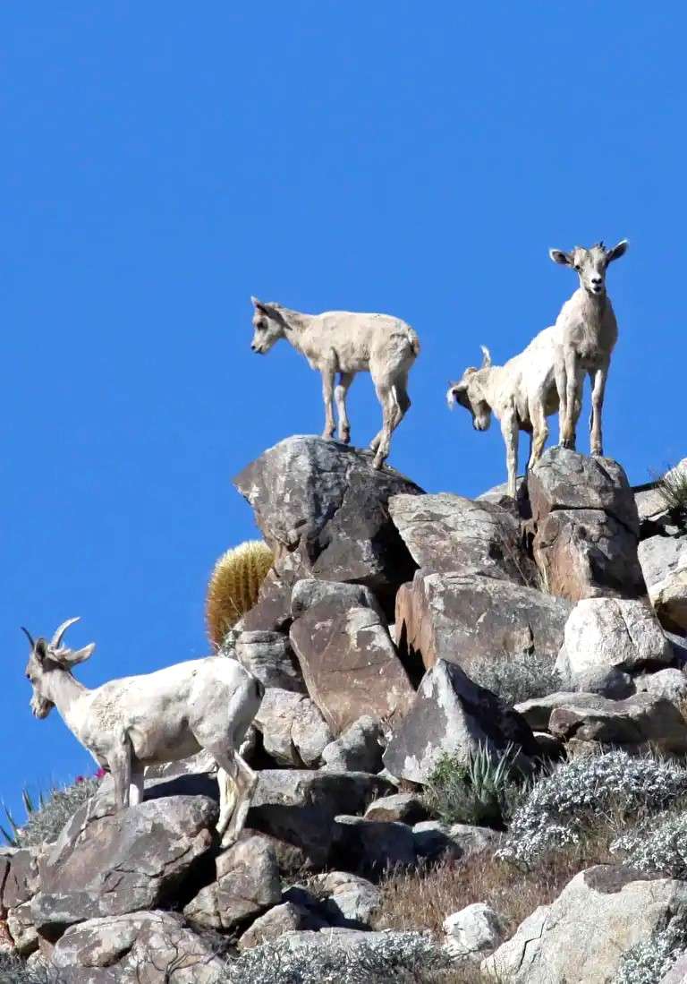 Bighorn Crossing Project Planned for Imperial County » Holtville Tribune